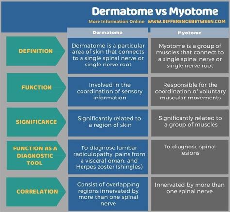 How Do Dermatomes Work Map Myotomes Vs Dermatomes