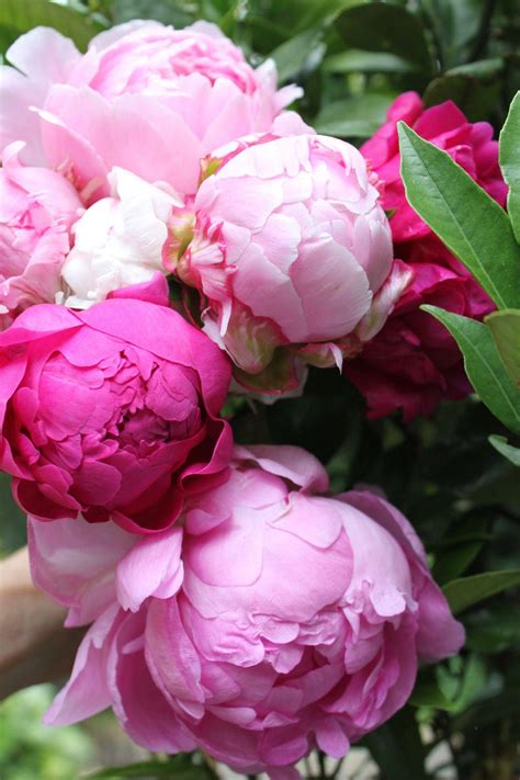 400 Pink Flowers Wallpapers