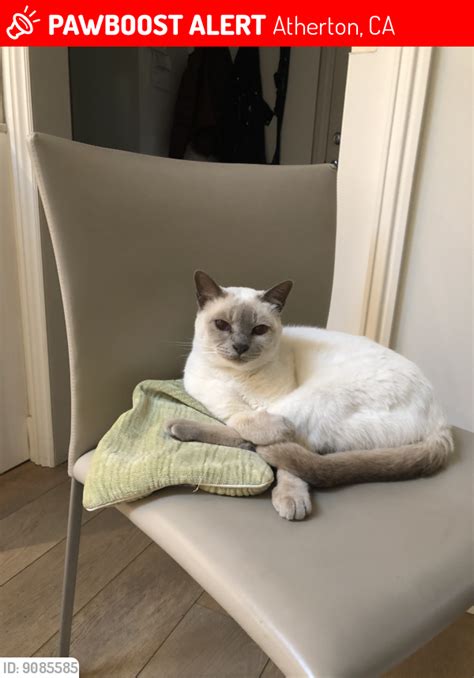 Atherton Ca Lost Male Cat Oliver Is Missing Pawboost