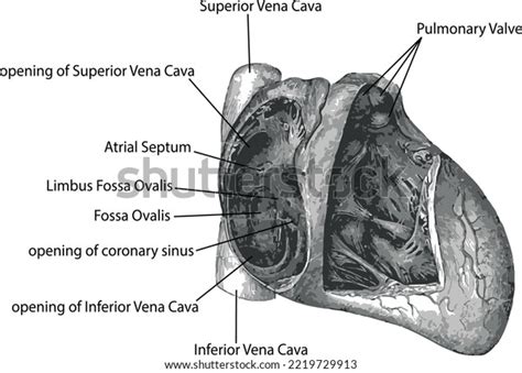 Opening Of Coronary Sinus