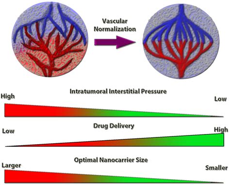 Schematic Representation Of The Tumor Vessel Normalizations Impact On