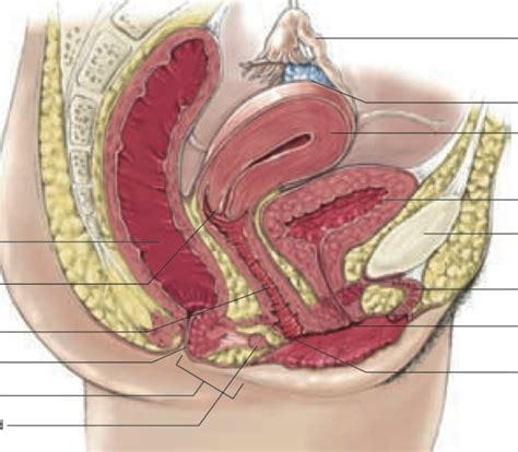 Internal Female Sex Organ Part 2 Diagram Quizlet