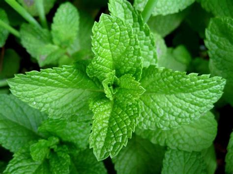 How To Grow And Care For Mint