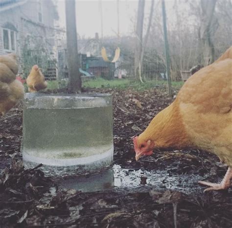 Dumped The Ice Out Of The Ladies Water Bucket And It Made A Beautiful