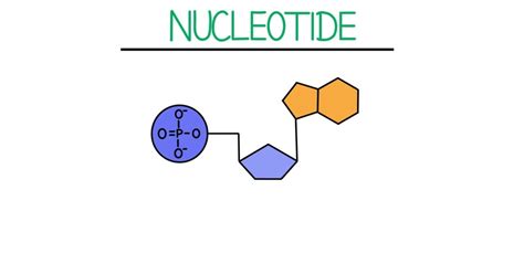 Dna Quiz Diagram Quizlet