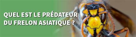Quel Est Le Prédateur Du Frelon Asiatique Allo La Guepe