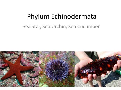 Ppt Phylum Echinodermata Powerpoint Presentation Free Download Id