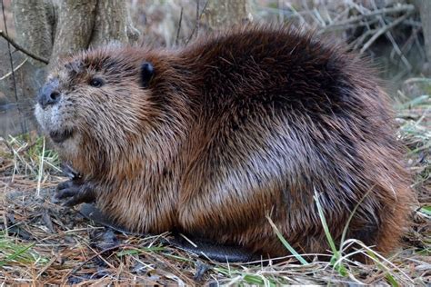 Sex Identification Crows Path
