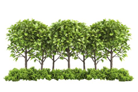 Tree Border PNGs For Free Download