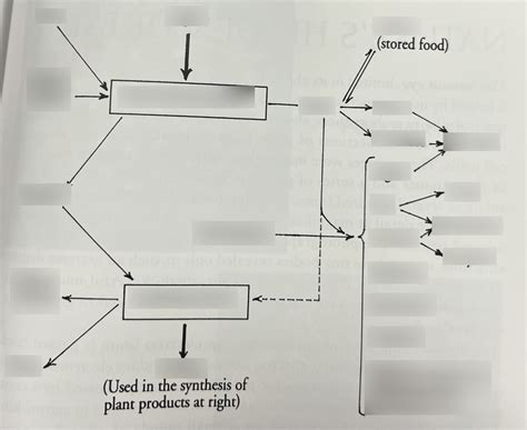Plant Metabolism Diagram Quizlet