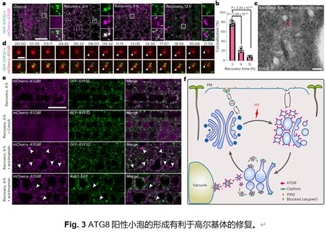 祝贺我院青年教师周俊博士在nature Plants发表植物响应高温胁迫研究论文 科研进展 华南师范大学生物光子学研究院