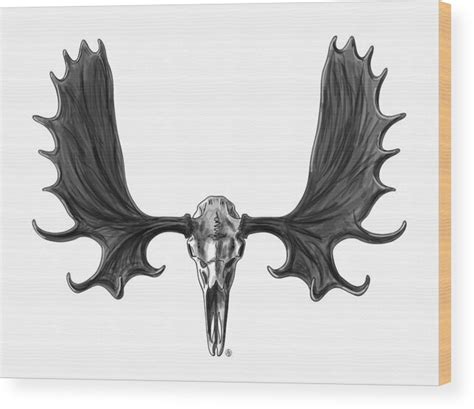 Moose Skull Art
