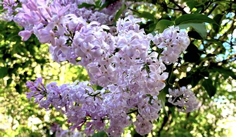 12 Beautiful Purple Flowering Trees For Your Garden