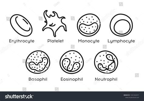 Vector Line Icon Set Monocyte Lymphocyte Stock Vector Royalty Free