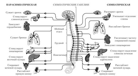 Вегетативная нервная система таблица анатомия