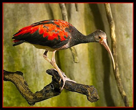 Ibises