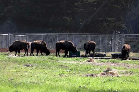 How Did Bison End Up In San Franciscos Golden Gate Park We Found Out