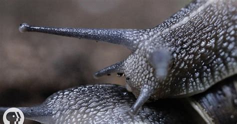 Deep Look Everything You Never Wanted To Know About Snail Sex Season 4 Episode 6 Houston Pbs