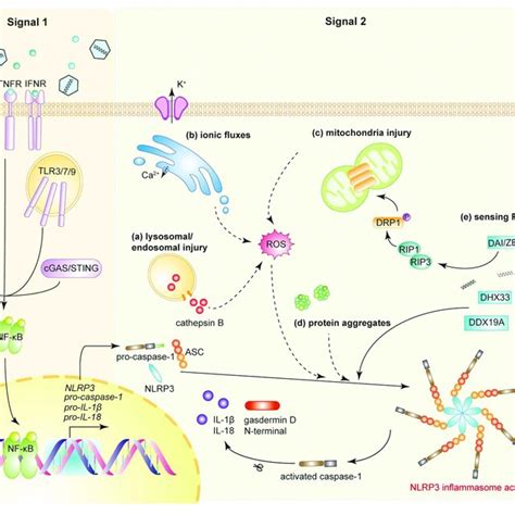 Nlrp3 Inflammasome Activation During Viral Infections Activation Of Download Scientific