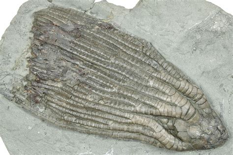 3 Fossil Crinoid Cydrocrinus Crawfordsville Indiana 246354 For Sale