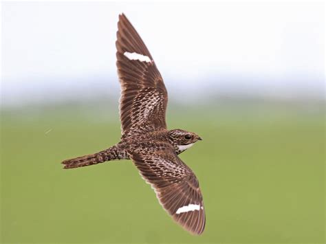 Encountered Beauty Nighthawks In A Dark Sky Toward Beauty