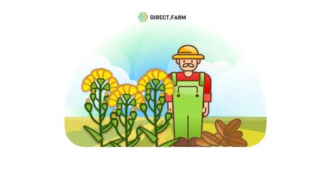 Технология возделывания рыжика ярового