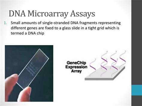 What Are Dna Microarray Assays At Robert Keck Blog