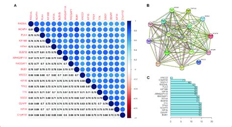 Correlation Analysis Of The Key Genes A Correlation Among The Key Download Scientific