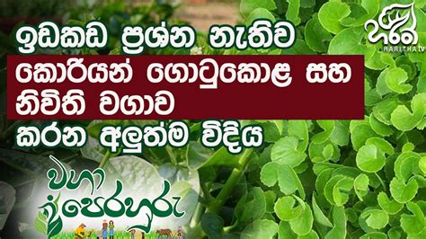 ගෙවත්ත ලස්සන කරන කොරියන් ගොටුකොළ සහ නිවිති වගාව Haritha Tv Waga Perahuru Home Garden Youtube