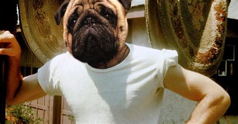 Pug Dude Album On Imgur