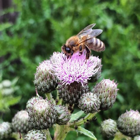 Infographic Farmer And Beekeeper Perceptions Around Crop Pollination