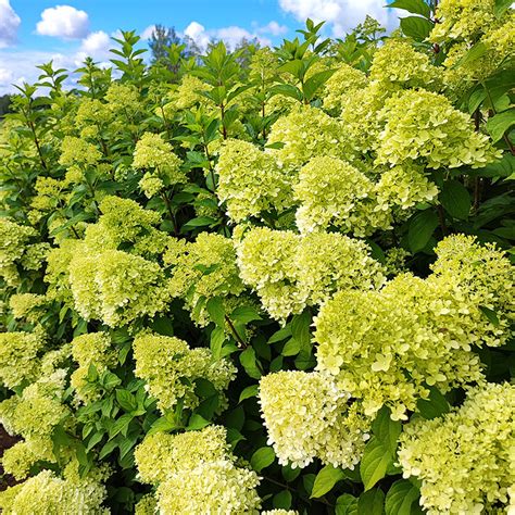 Hydrangea Pan Limelight Hortenzijalv