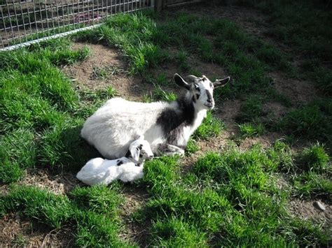 Kiko Goat Breed Info Characteristics Breeding And Care