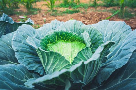 사람의 건강을 위한 정원의 신선한 유기농 녹색 양배추 야채 표면 녹색 잎 식물에 물방울 자연의 아름다운 질감 양배추 머리 클로즈업 보기 깨끗한 음식 채식 건강한 생활방식에