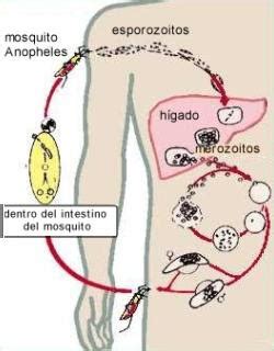 MicrobiologÍa Ciclo De Vida Un Protozoario