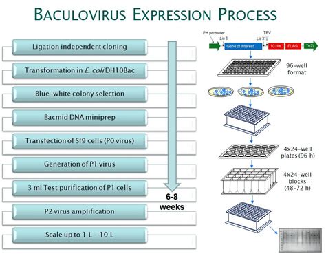 Baculovirus Expression Creative Biostructure