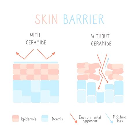 Premium Vector Skin Barrier Of Skin View Comparison Of Normal And Disrupted Skin Before After