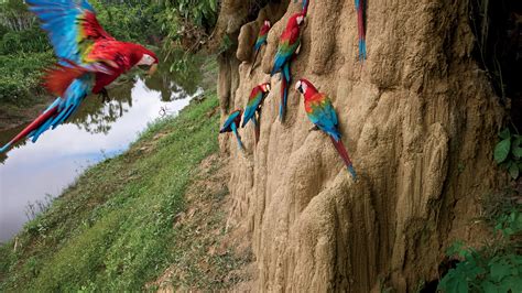 ჩარლი ჰამილტონ ჯეიმსი