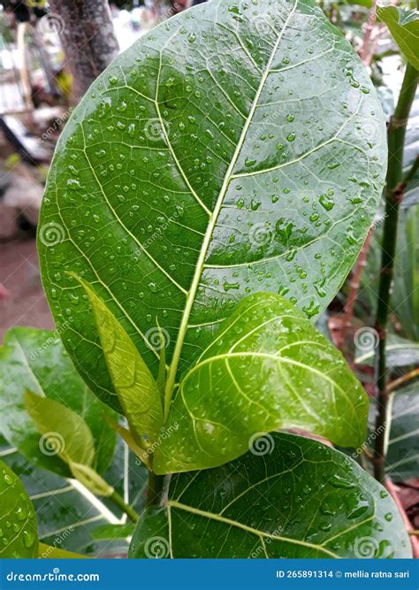 Ficus Benghalensis Moraceae Commonly Known As The Banyan Banyan Fig And Indian Banyan