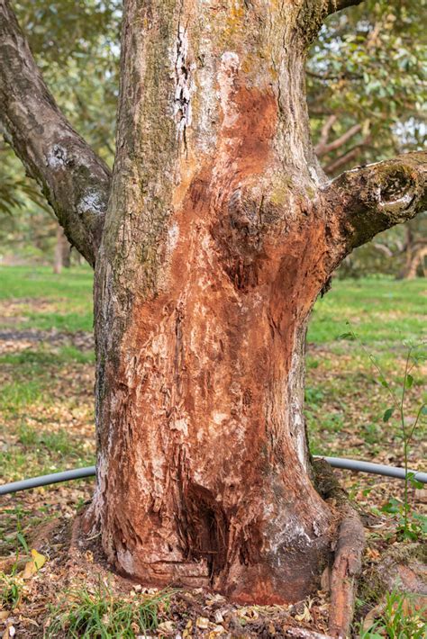 Phytophthora Root Rot New York Plants HQ