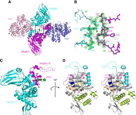 Domain Swapped Dimer Structure In The Crystal And Reconstituted Monomer