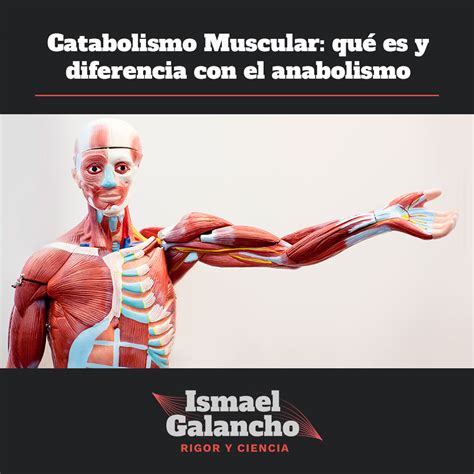 O Que é Catabolismo Muscular Fdplearn