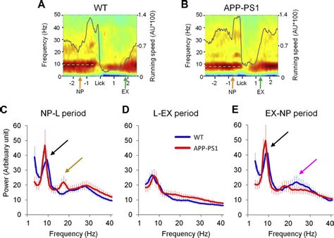 Hippocampal Local Field Potentials During Behaviors Are Altered In