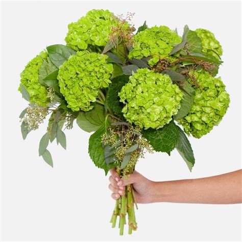 Mini Green Hydrangea