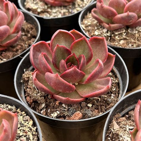 Live Succulents Rare Succulents Echeveria Red Light Etsy