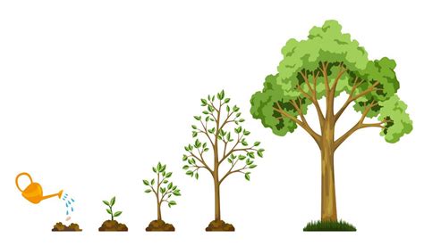 Stages Growth Of Tree From Seed Watering The Plants Collection Of Trees From Small To Large