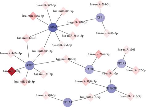 Interaction Network Between Upregulated Mirnas And Downregulated Mrnas