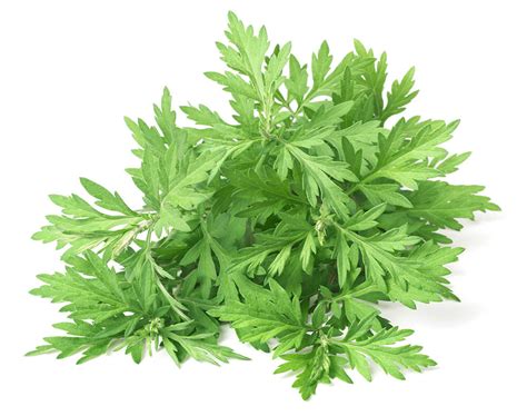 Mugwort Herb Powder American Botanicals Aloha Medicinals