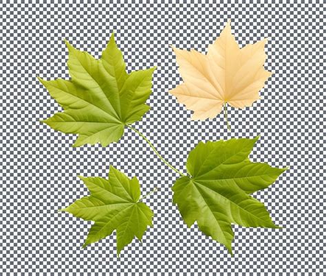 시카모어 잎은 투명한 배경에 고립 된 St 메이플 프리미엄 Psd 파일 시카모어 잎은 투명한 배경에 고립 된 St 메이플 프리미엄 Psd 파일