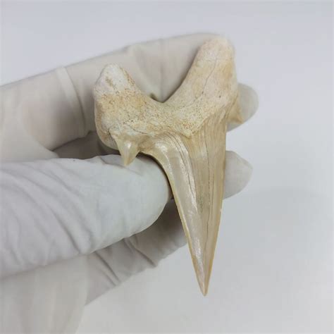 Shark Tooth Fossil 2 9 Original Otodus Obliquus Megalodon Fossilpaleo
